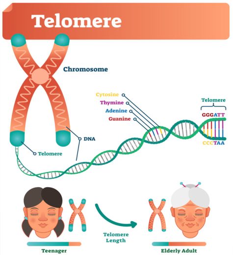 Aesthetic Science's Telomere Restorative Cream | Aesthtic Science